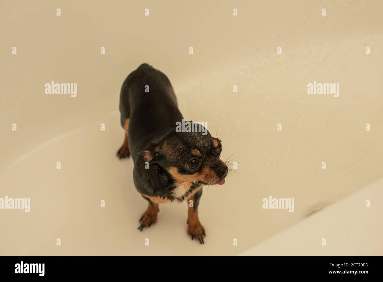 Puppy getting bath hi-res stock photography and images - Alamy