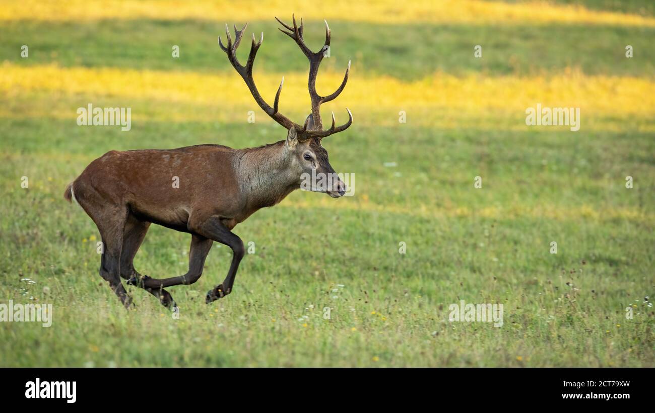 Deer movement hi-res stock photography and images - Alamy