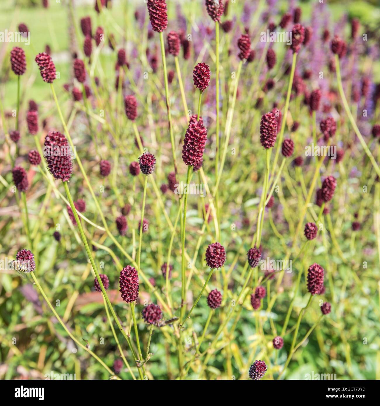 Sanguisorba officinalis, (Great Burnet Stock Photo - Alamy