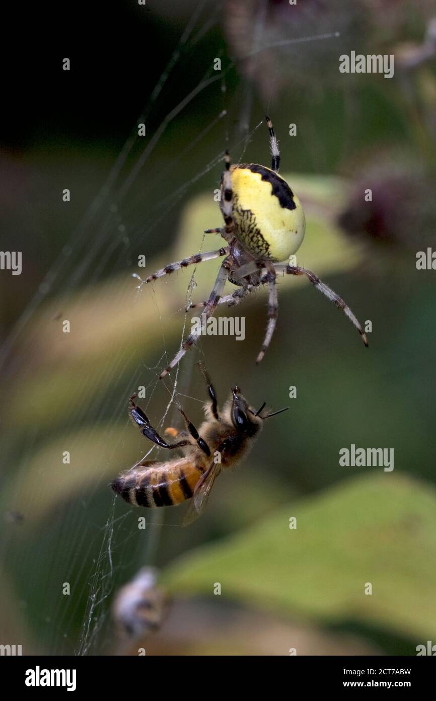 Marbled Orb-weaver (Araneus marmoreus var. pyramidatus) with Western ...