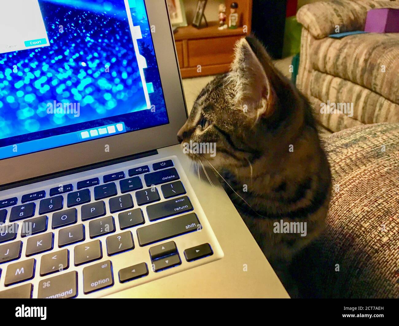 Head shot view of a cute young gray stripe tabby kitten looking ...