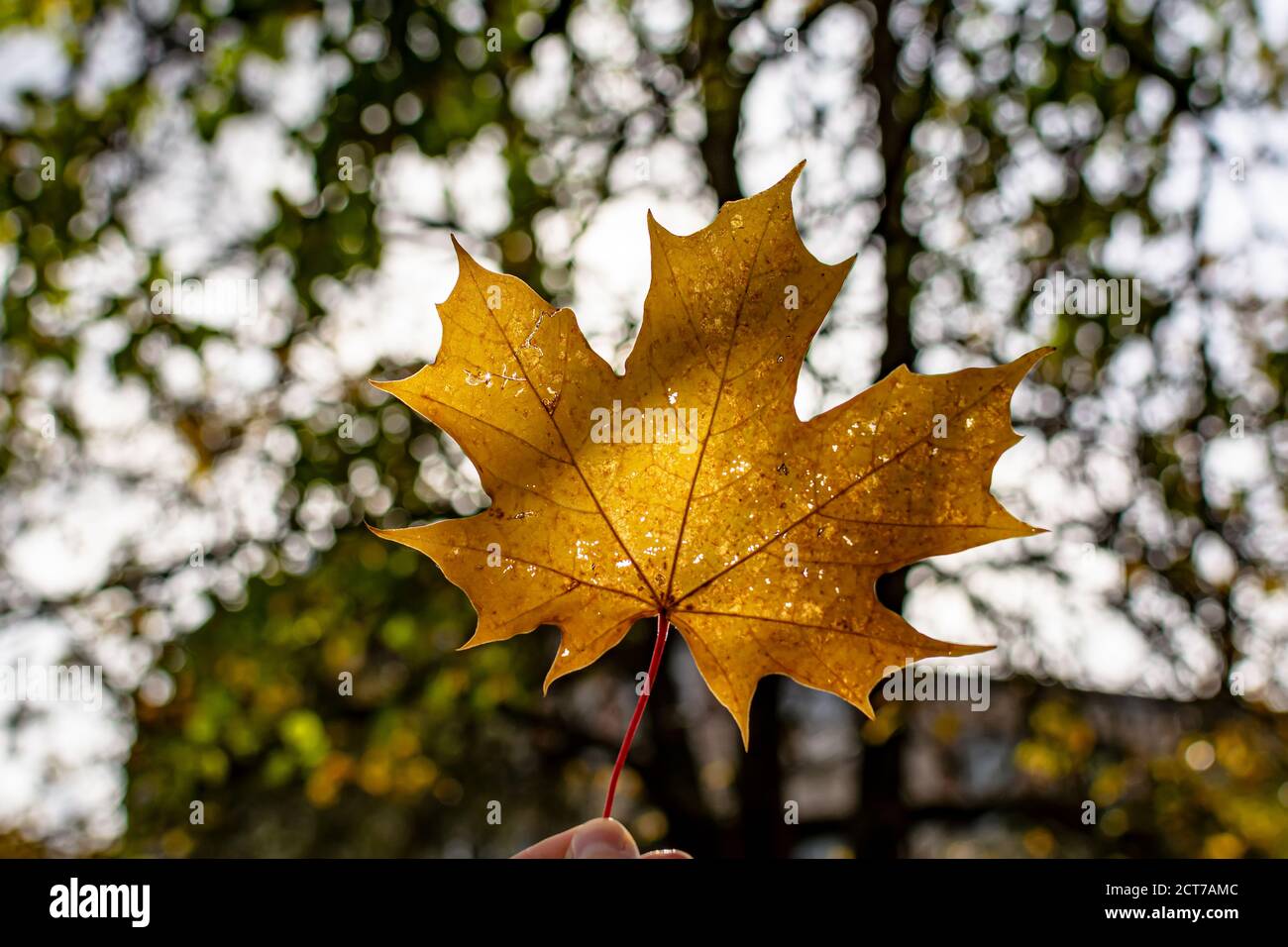 Hand holding maple leaf hi-res stock photography and images - Alamy