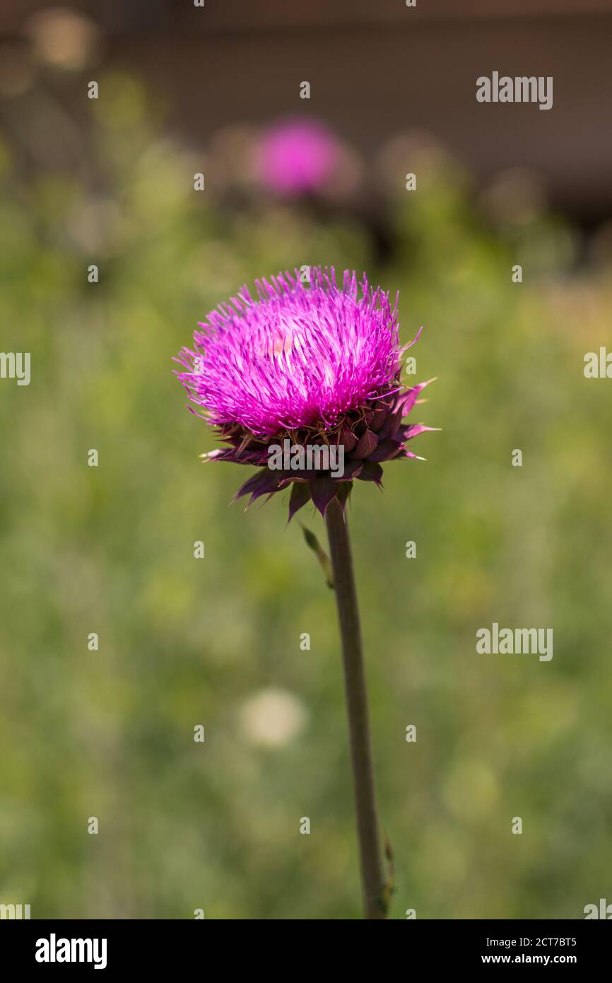 Milk thistle blossom hi-res stock photography and images - Alamy