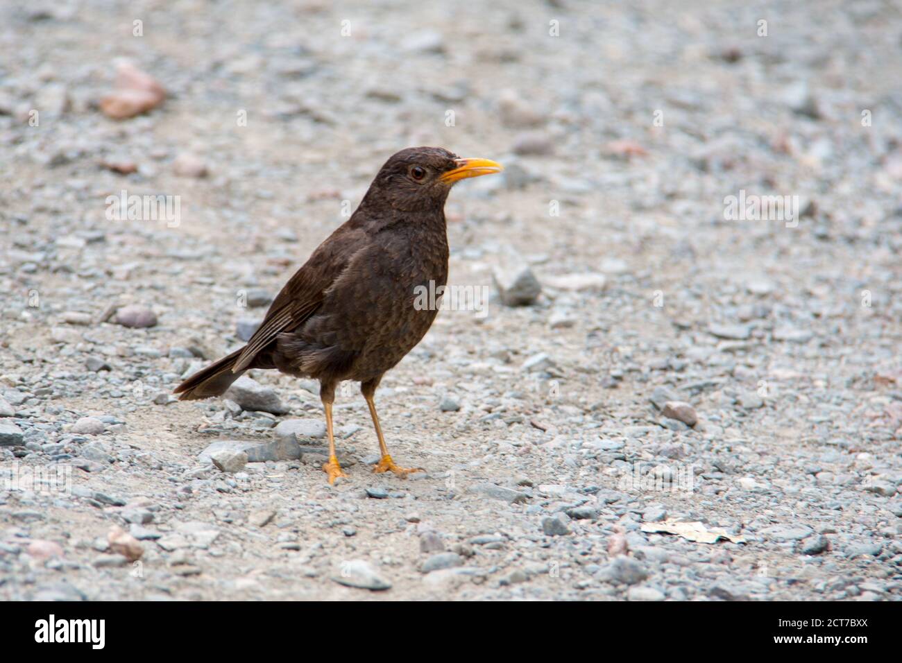Thrush and bird hi-res stock photography and images - Alamy