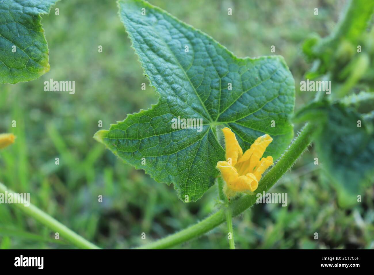 Cucumber Plant Flower
