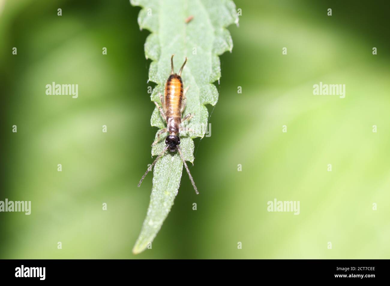 Closeup of a European earwig on a leaf in a field under the sunlight ...