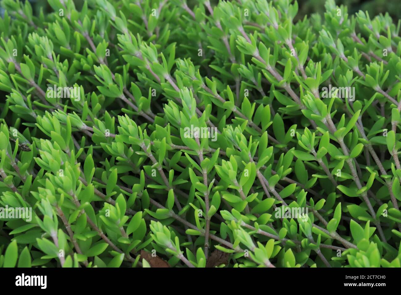 Ornamental green vegetation hi-res stock photography and images - Alamy