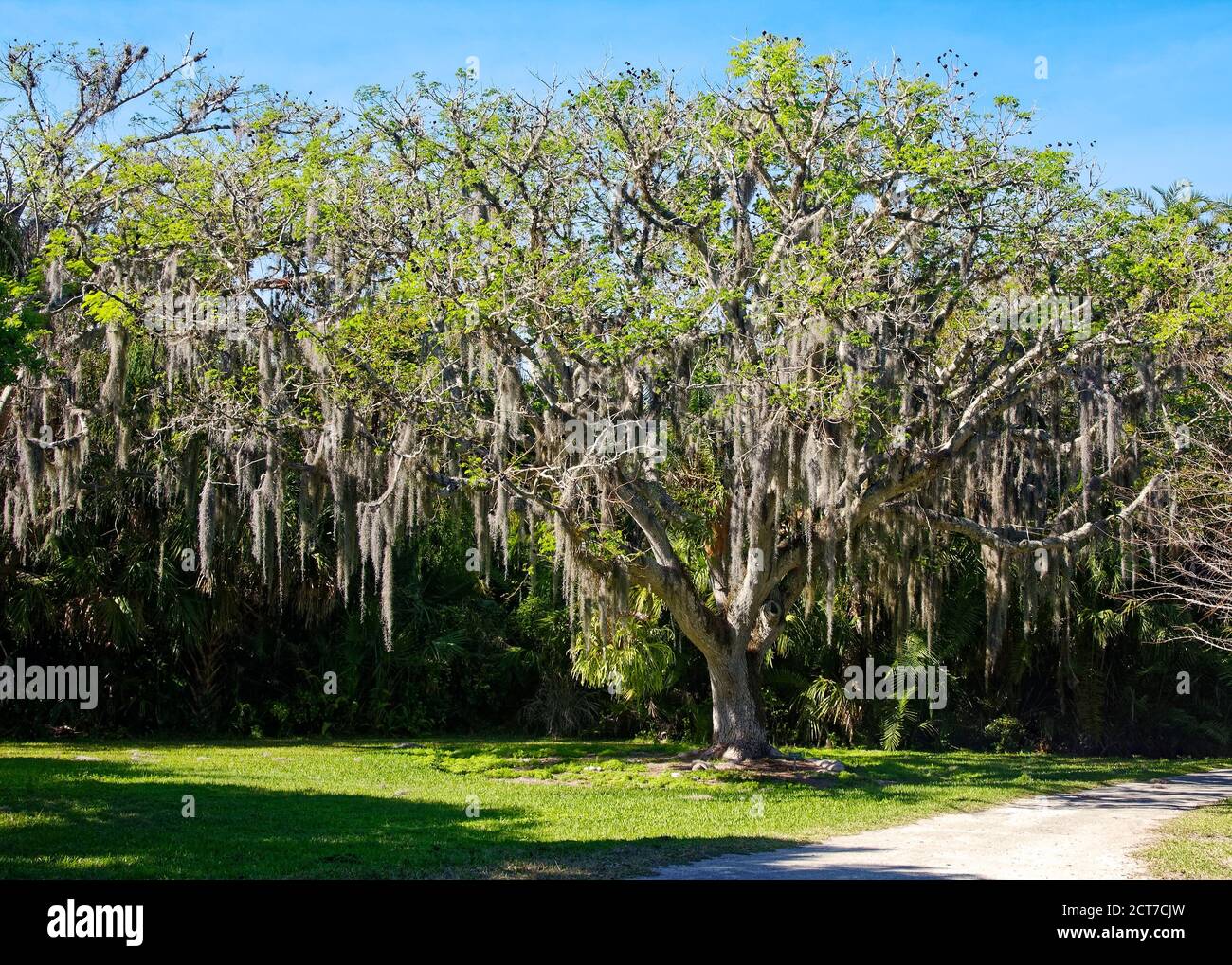 Guanacaste tree hi-res stock photography and images - Alamy
