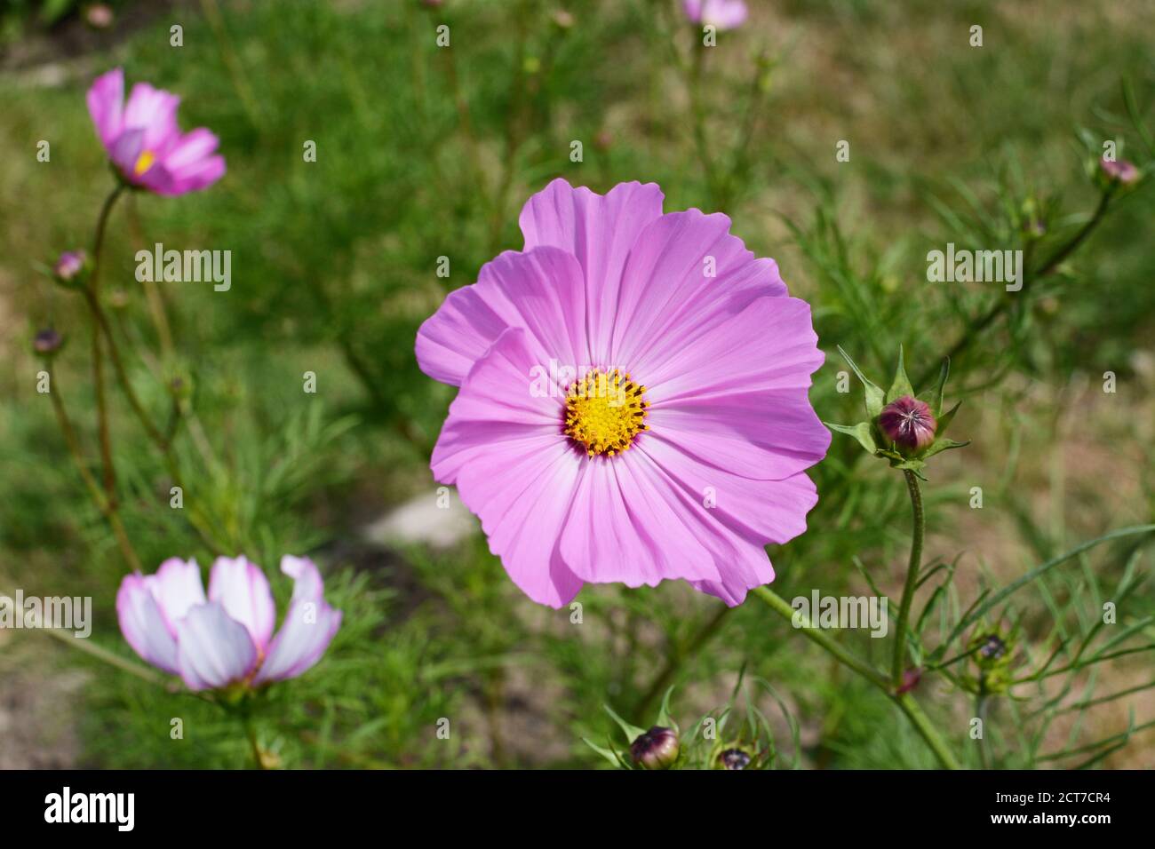 Large pink cosmos flower - Dwarf Sensation, cosmos bipinnatus - in ...