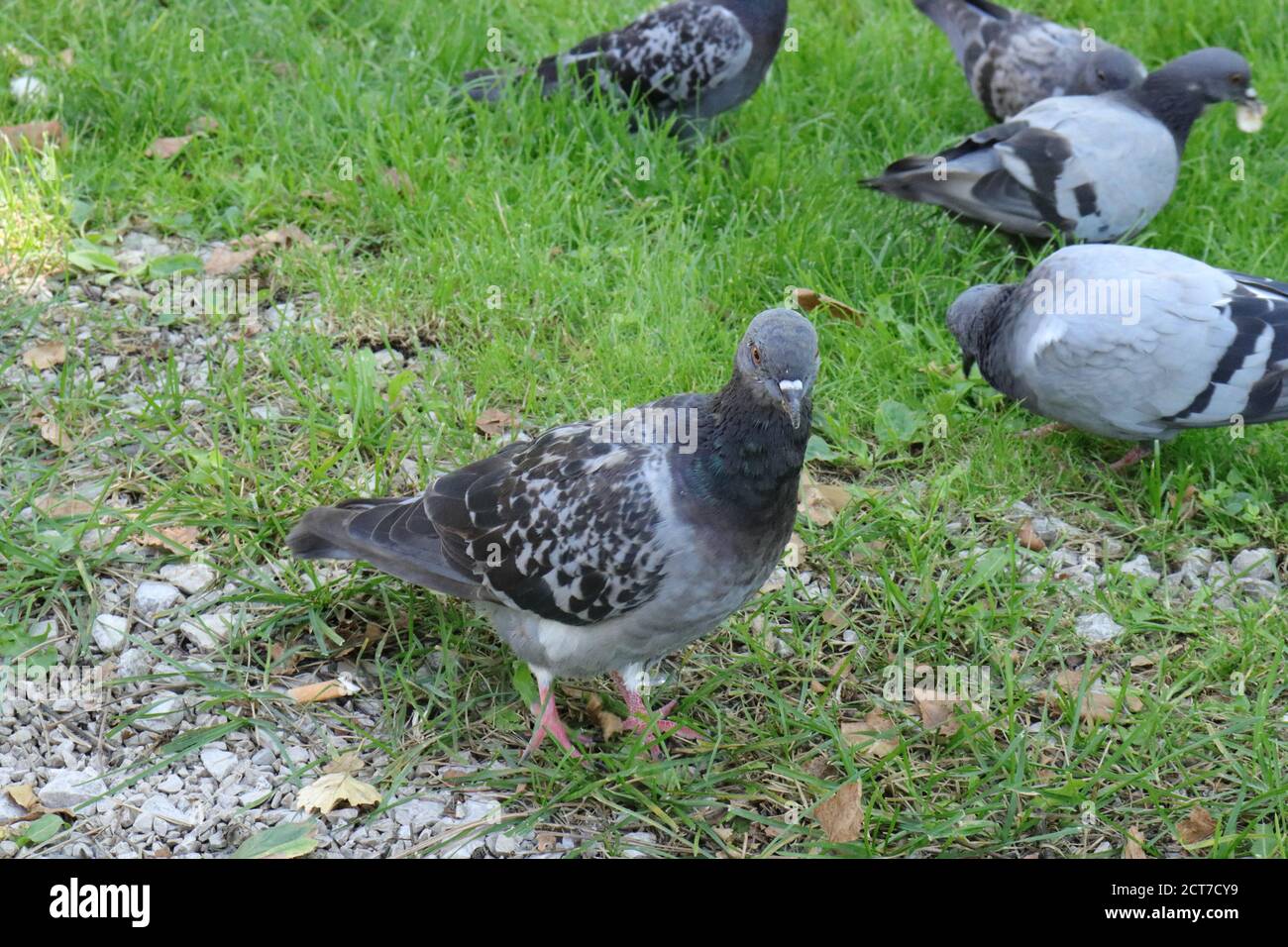 Partridge pigeons hi-res stock photography and images - Alamy