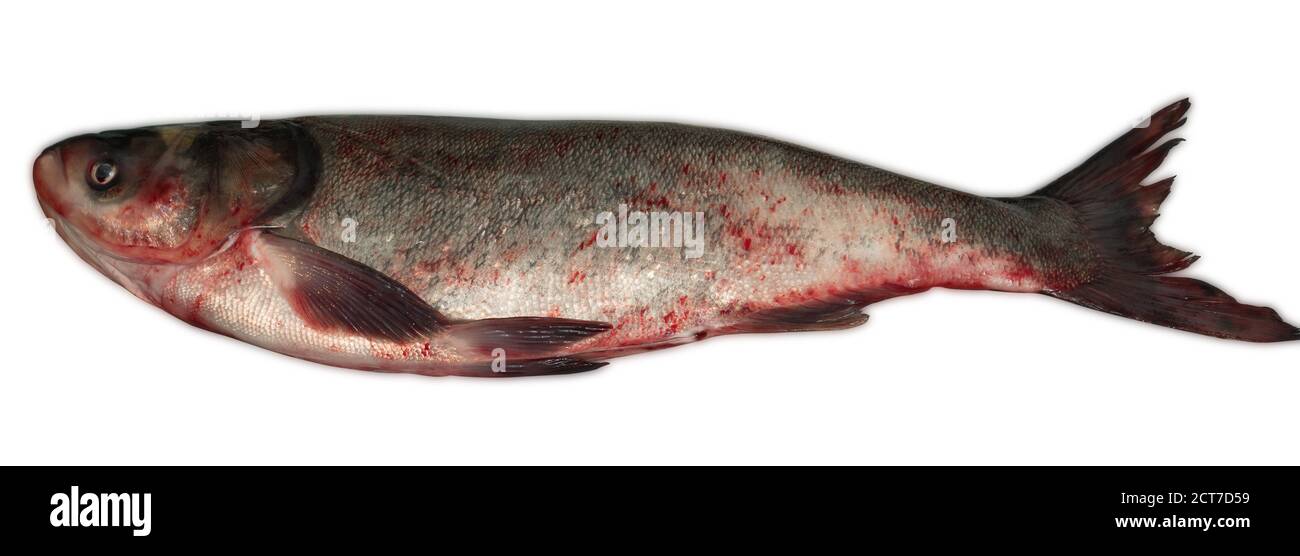 Whole raw silver carp fish close-up on a white background Stock Photo ...