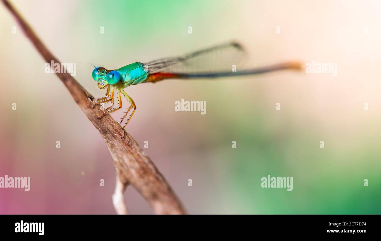 elegant multicolored damselfly on a branch, macro photography of this ...
