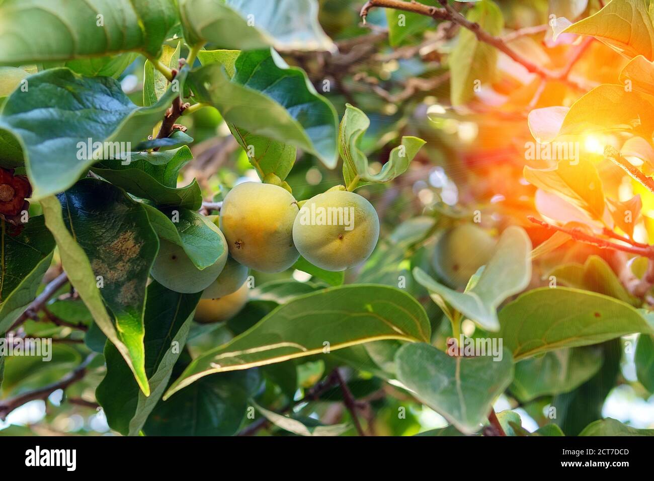 Green Persimmon trees persimmon ripening on the branches of the tree ...