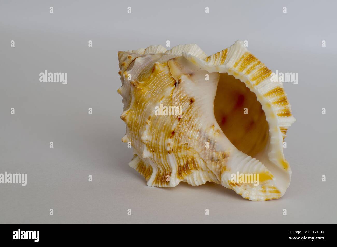 seashell on a light background, photographed from close range, macro ...