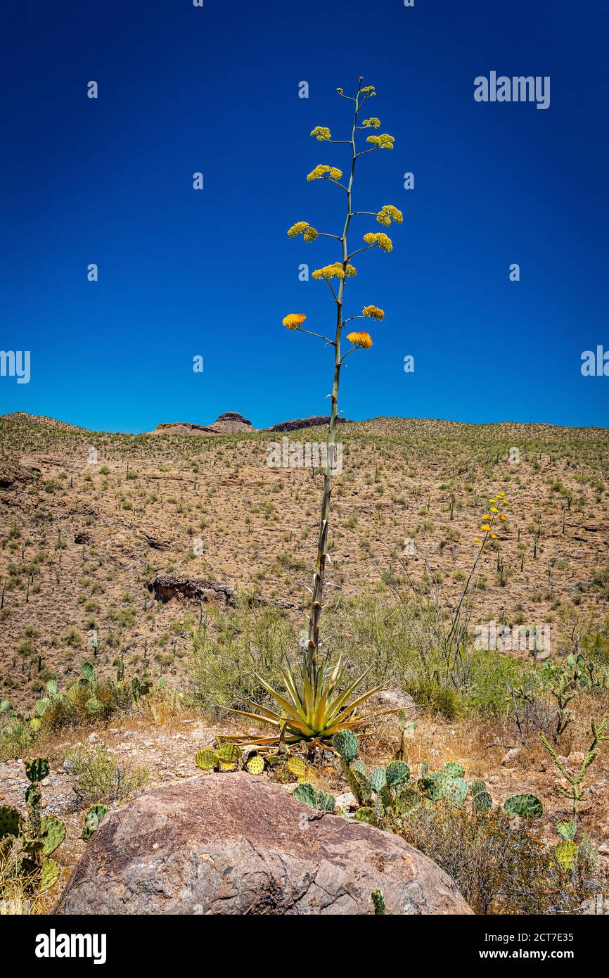 Desert views of a century plant along Arizona State Route 88, a former ...