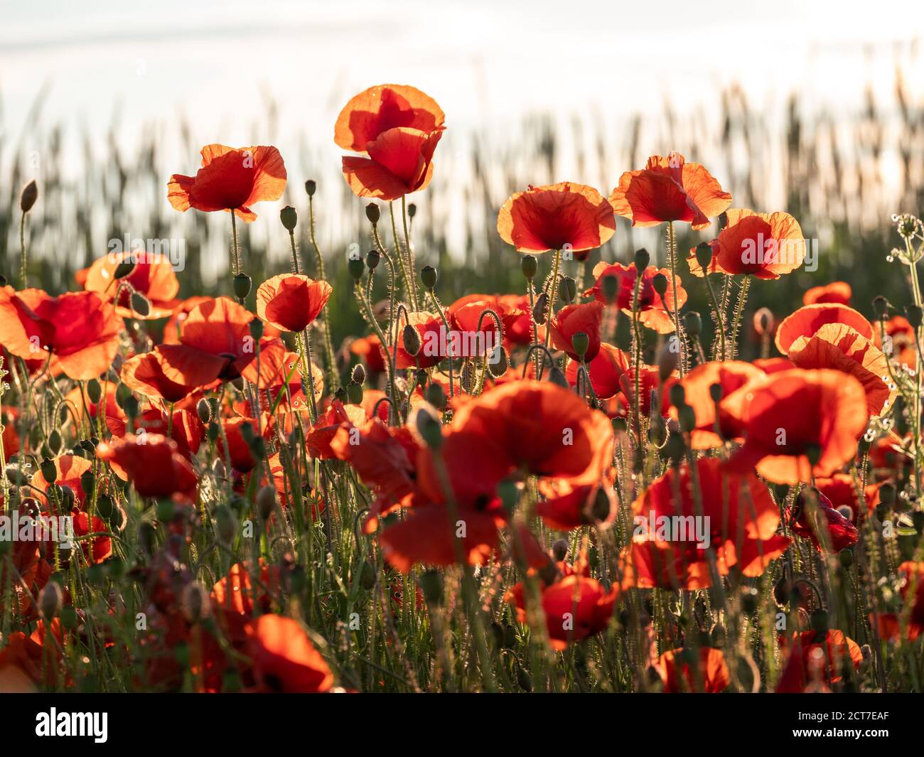 Flowers Red poppies blossom on wild field. Beautiful field red poppies ...