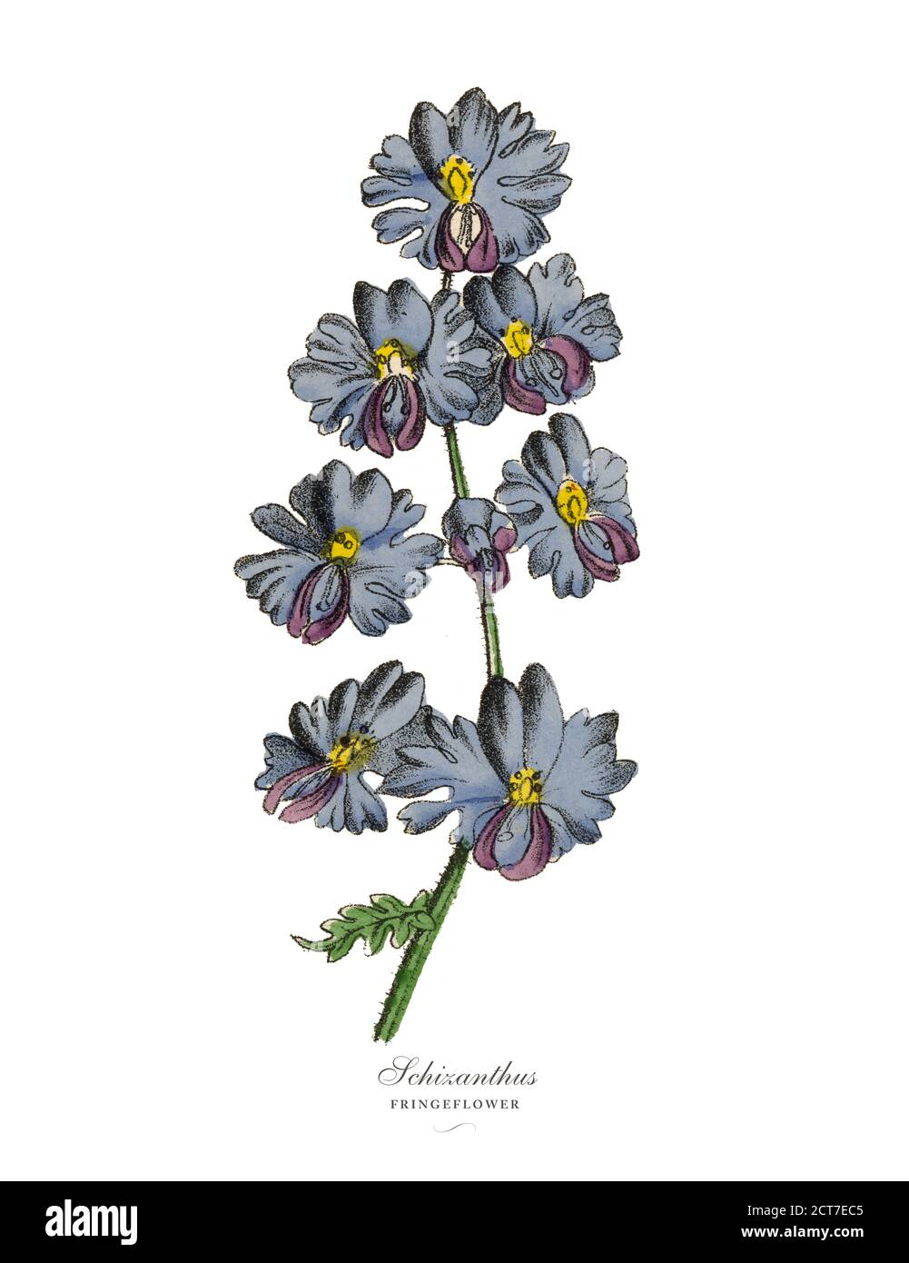 Victorian Flower Illustrations