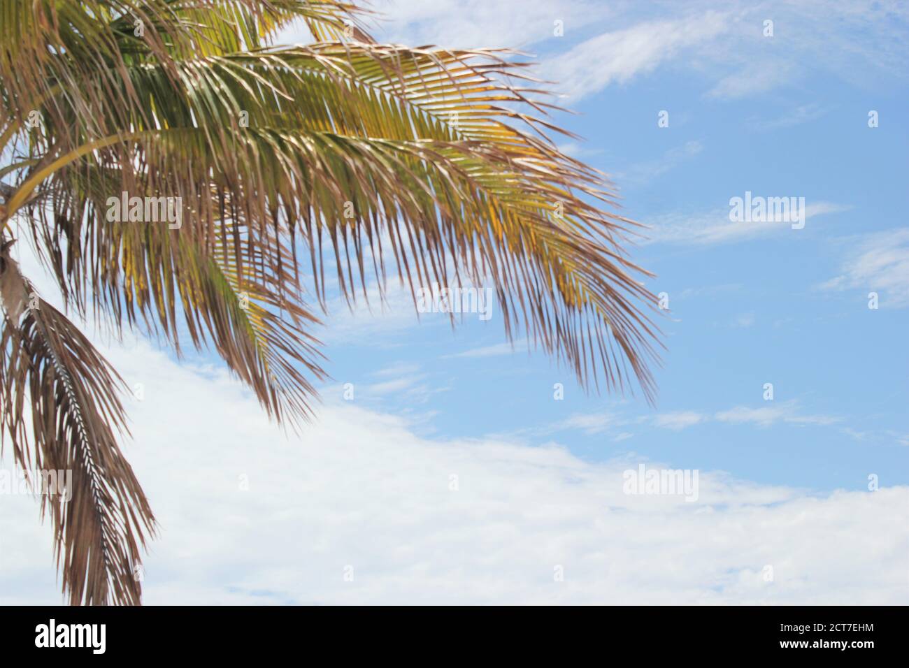 Palm tree fronds background Stock Photo - Alamy