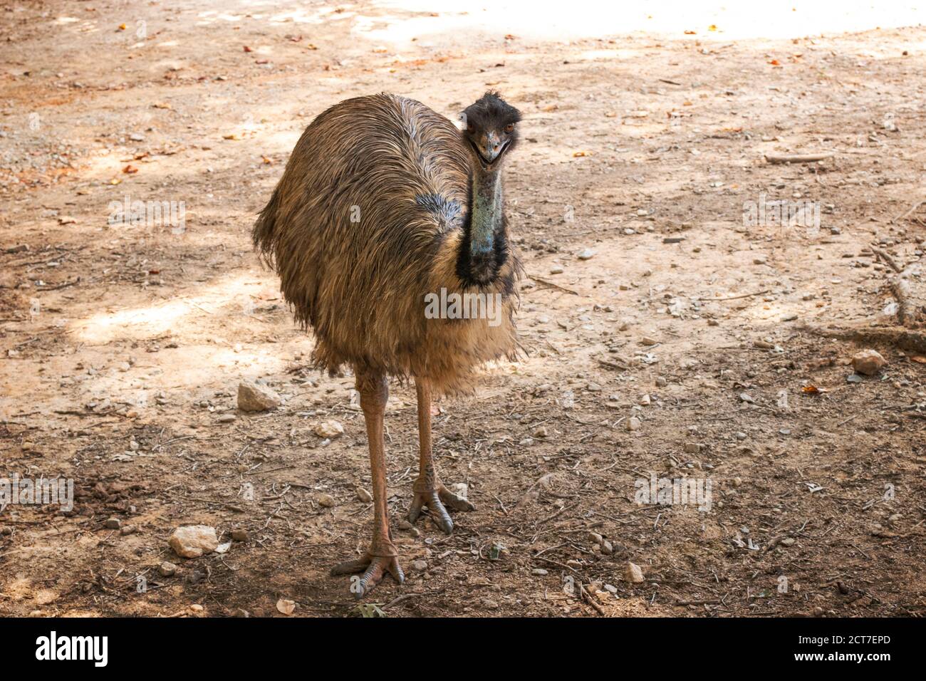 An Emu bird Dromaius novaehollandiae Stock Photo - Alamy