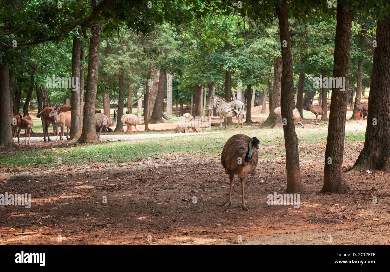 Emu hunt hi-res stock photography and images - Alamy