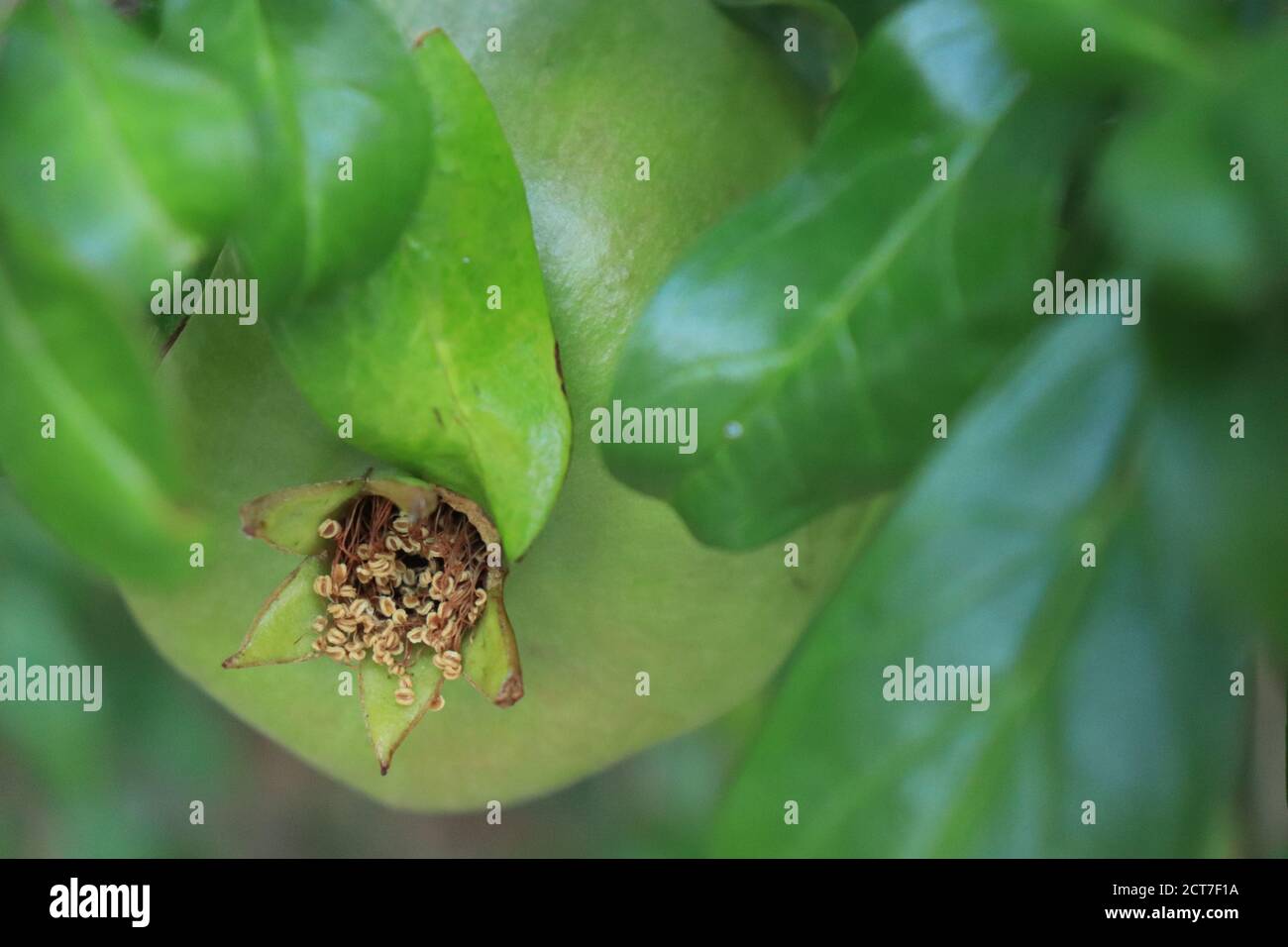 Anar Fruit High Resolution Stock Photography and Images - Alamy
