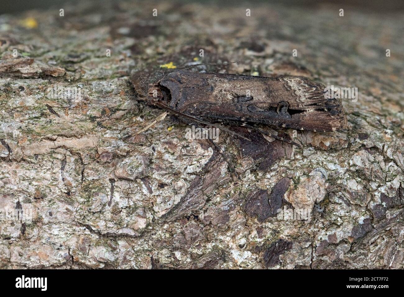 Sword grasses hi-res stock photography and images - Alamy