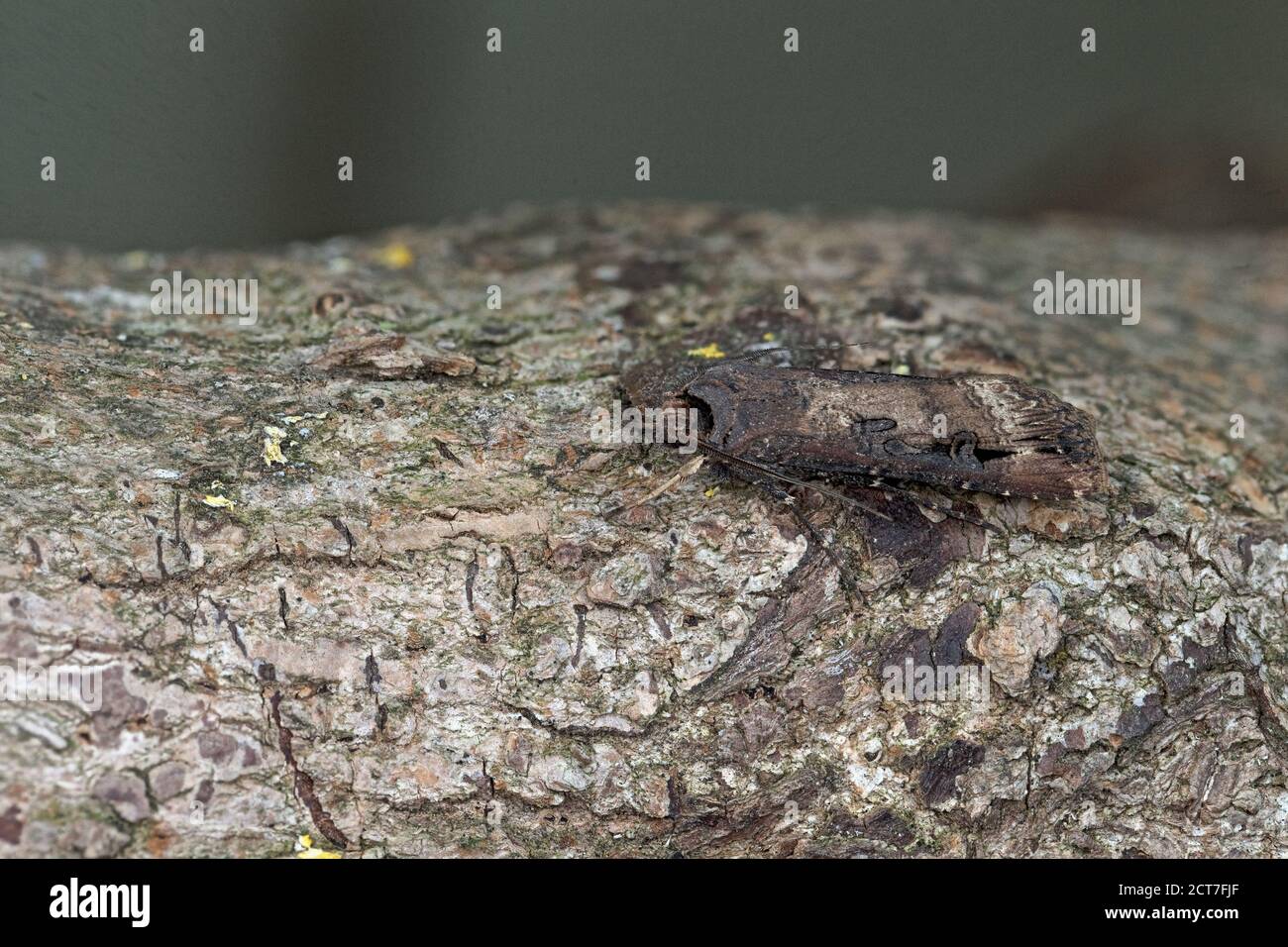 Dark Sword-grass (Agrotis ipsilon) moth Stock Photo - Alamy