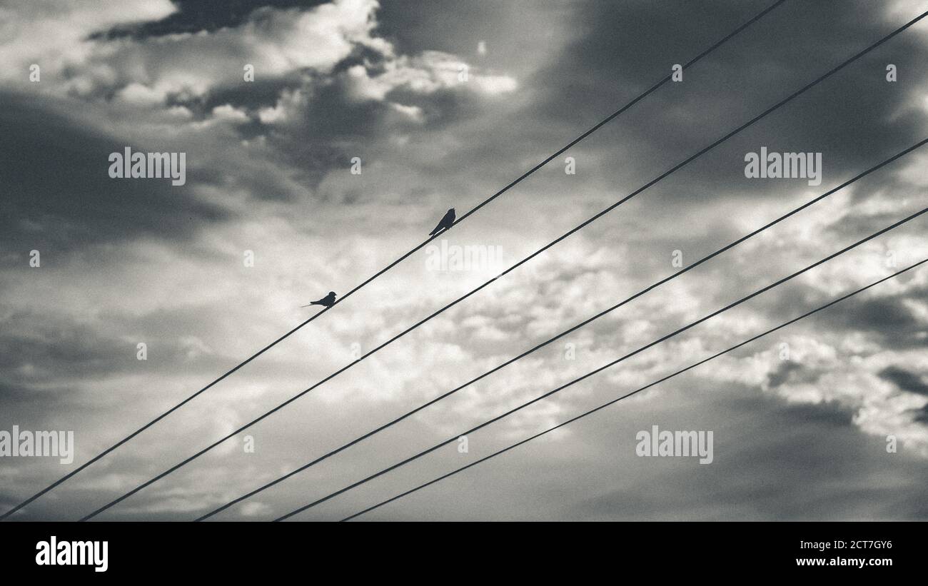 Grayscale shot of birds on wires against the cloudy sky Stock Photo - Alamy