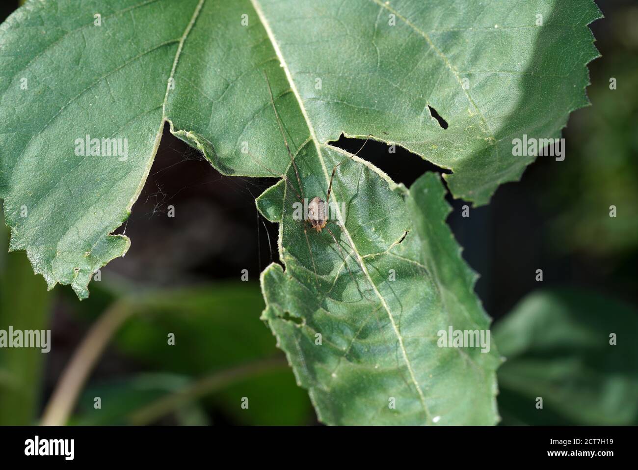 Closeup shot damaged leaves hi-res stock photography and images - Alamy