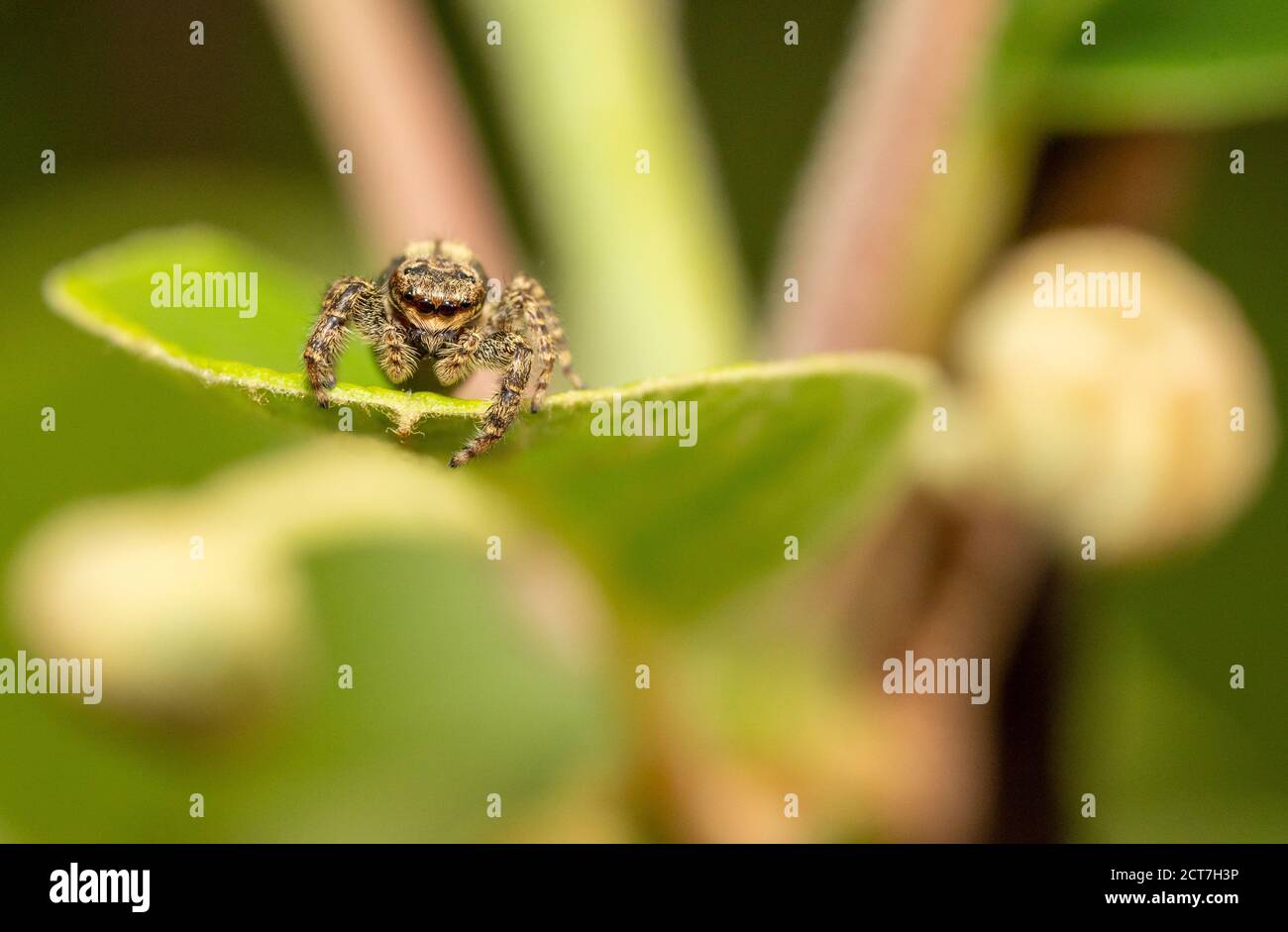 Field wolf spider hi-res stock photography and images - Alamy