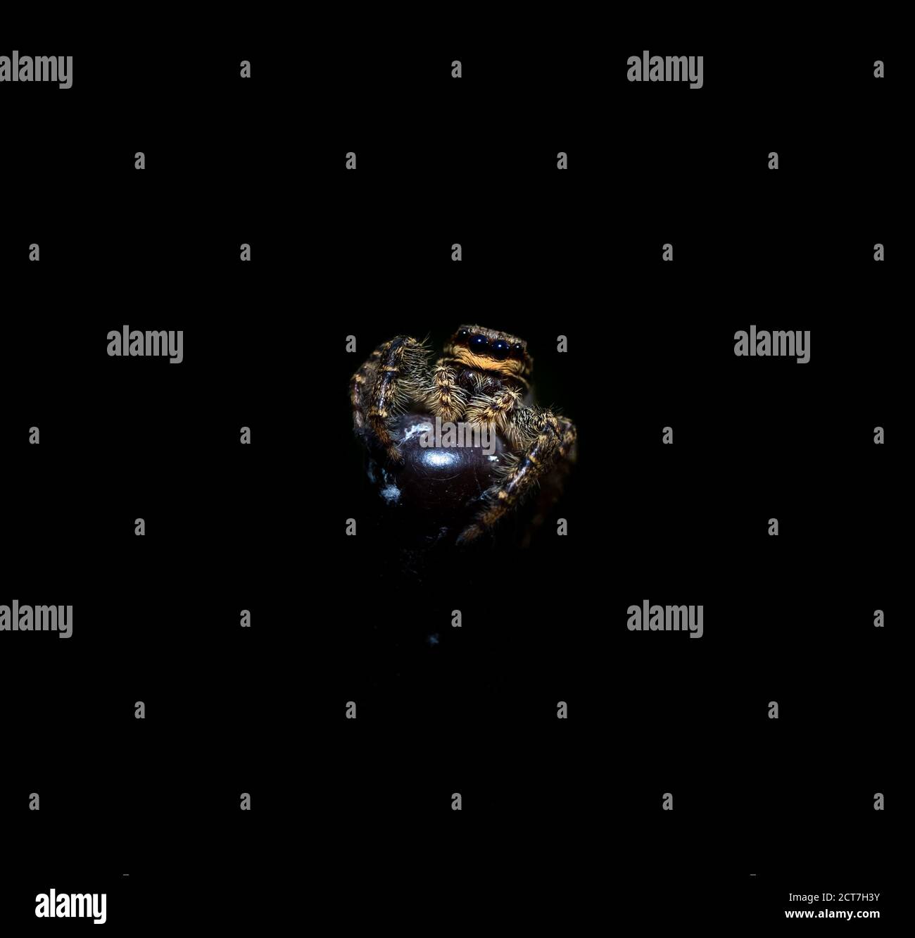 jumping wolf spider close up view looking into the camera , taking ...