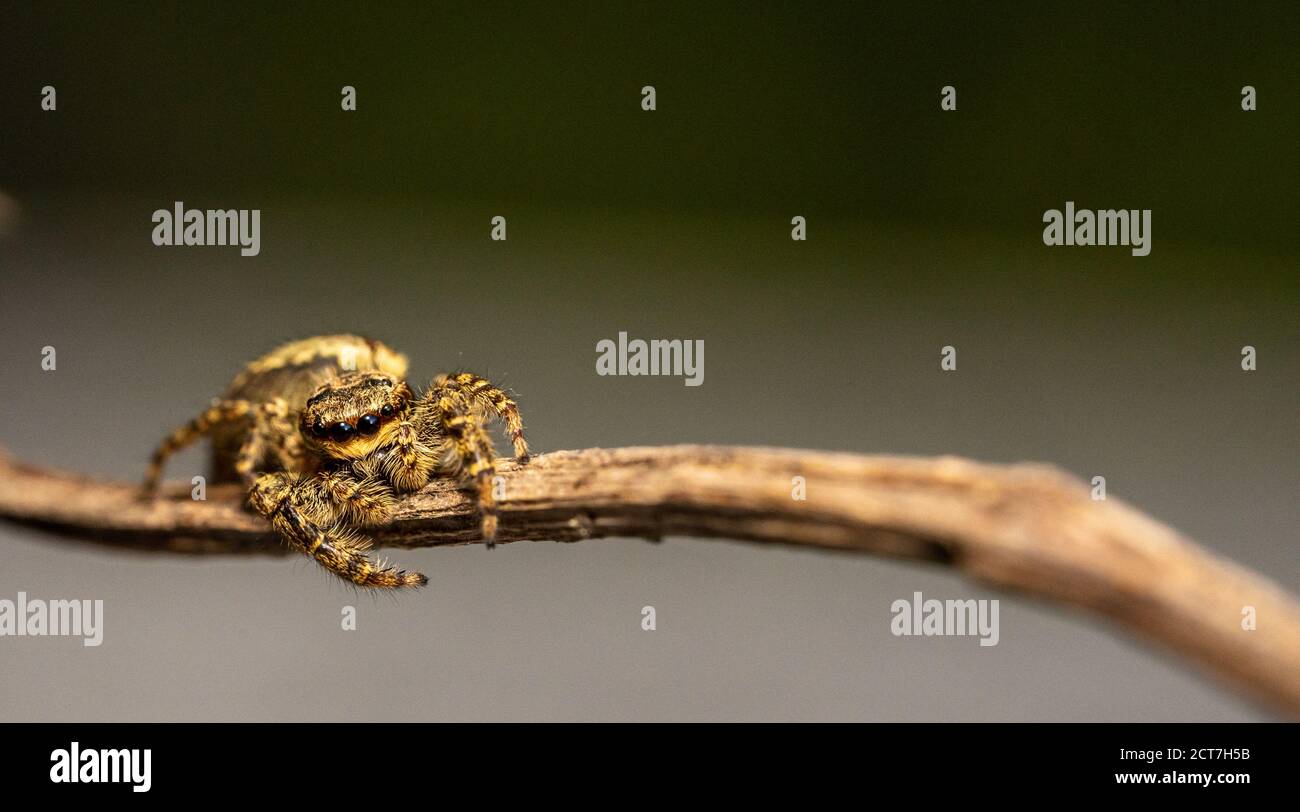 jumping wolf spider close up view looking into the camera , taking ...