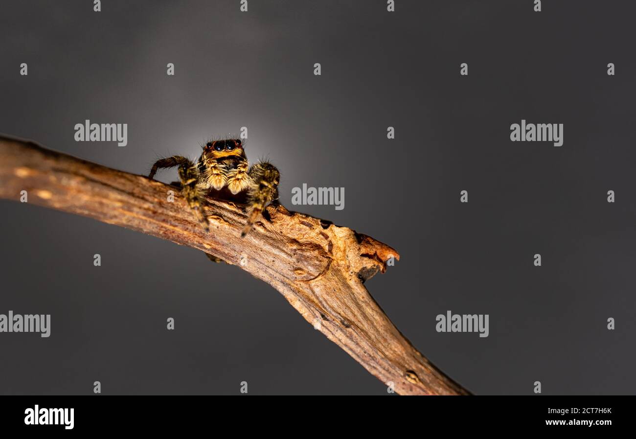 jumping wolf spider close up view looking into the camera , taking ...