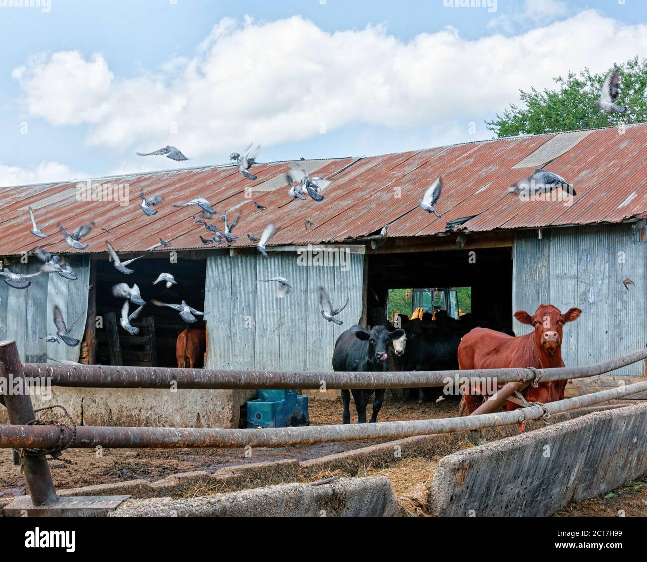 A flock of pigeons burst into the air as two cows (one brown, the other ...