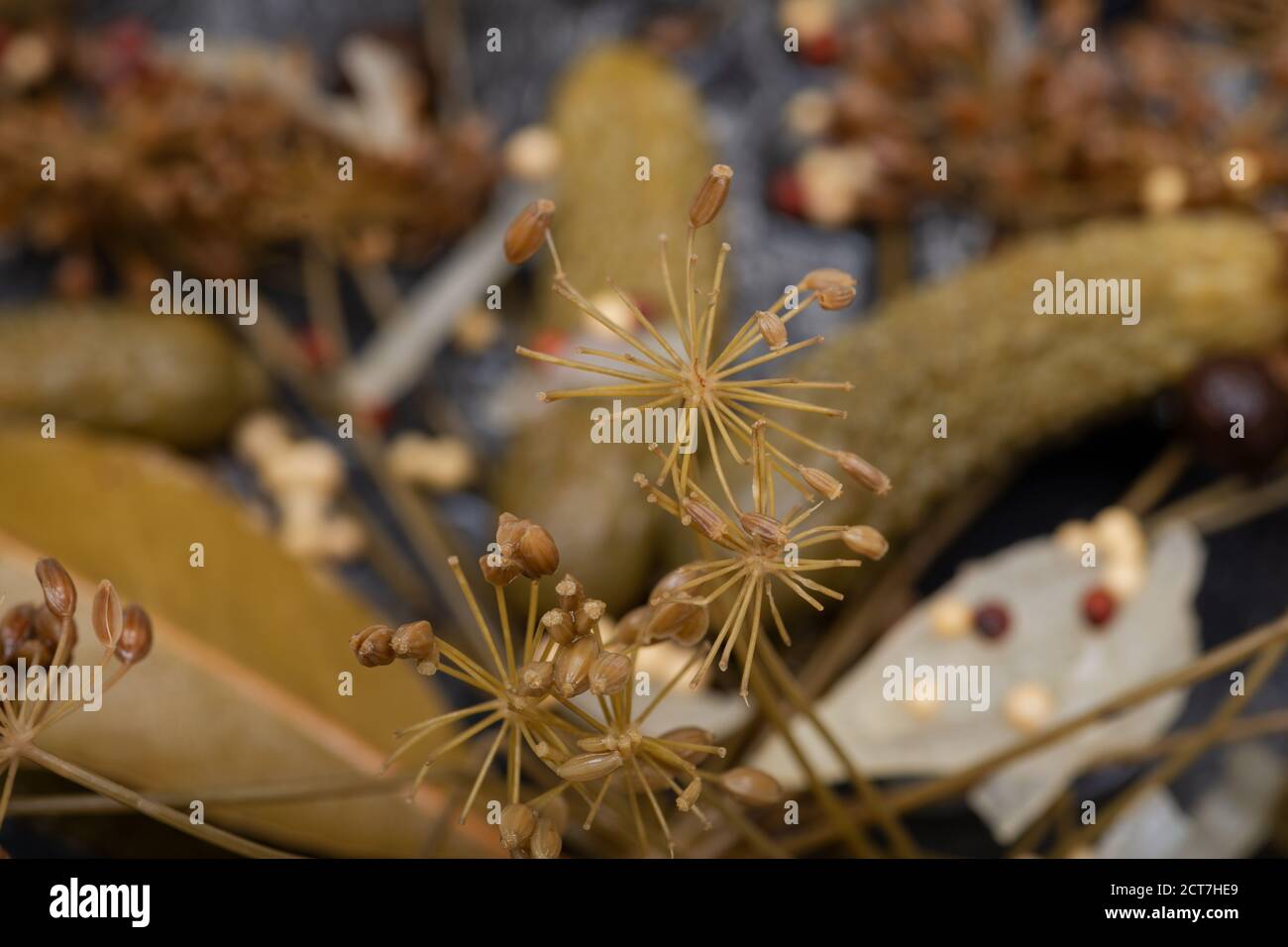 Extra Fine Cornichons - minuscule sour French pickles on natural stone ...