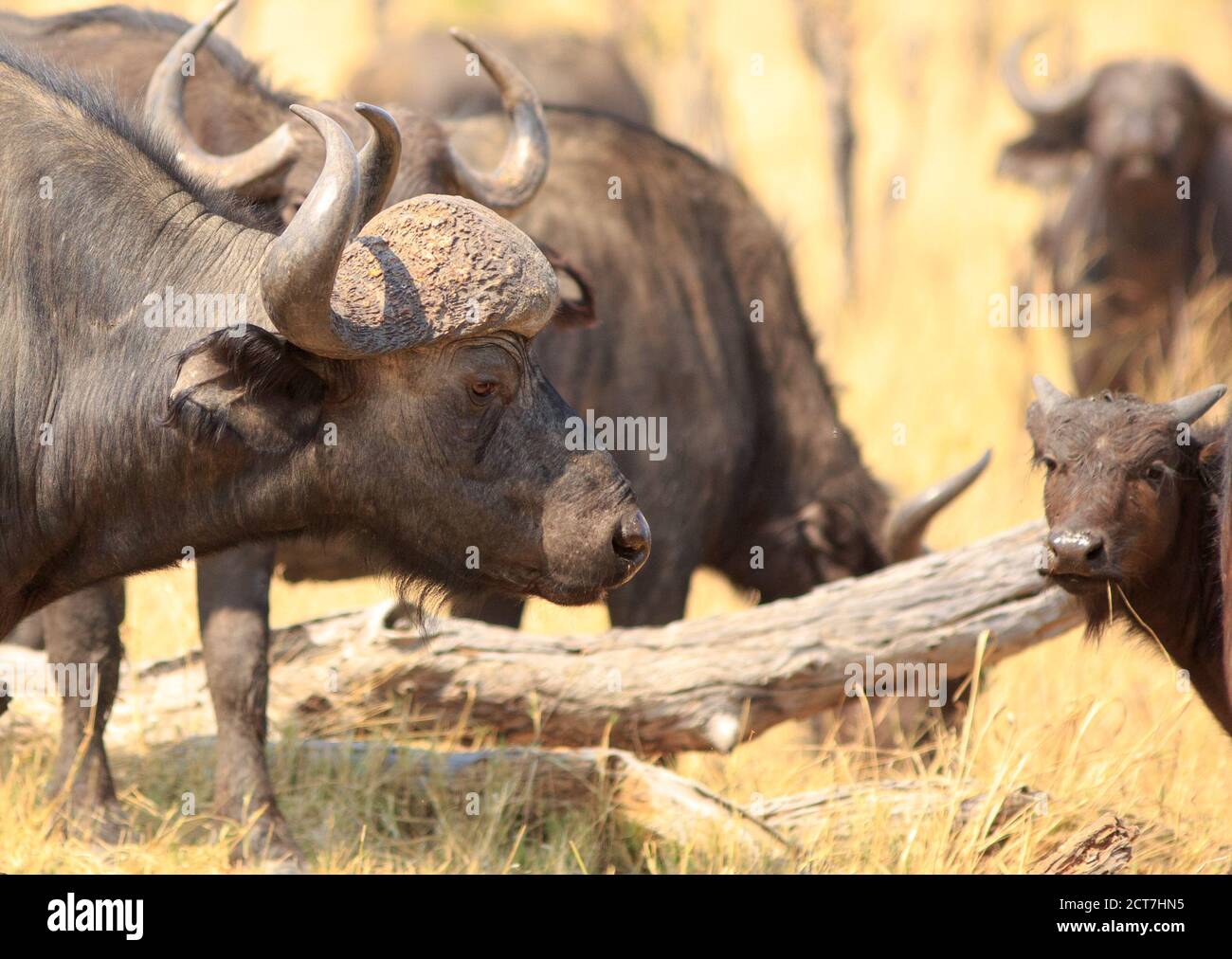 Large Bull Cape Buffalo looking at a young buffalo calf which is ...