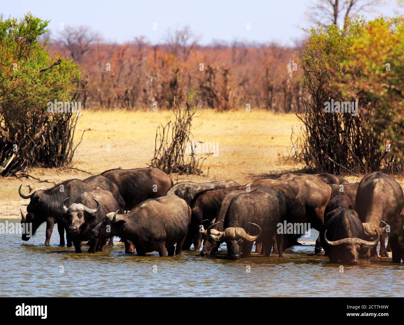 Herd of Cape Buffalo drinking from a waterhole with a natural bushveld ...