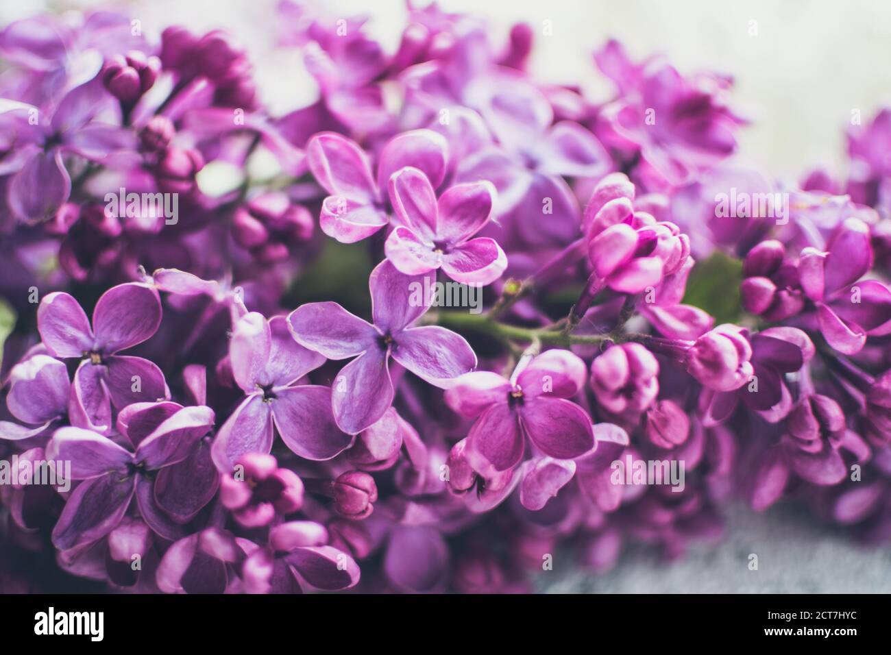 Beautiful spring flowers lilac texture background. Syringa vulgaris ...