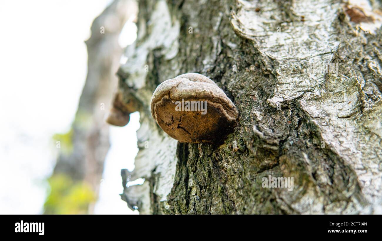 parasitic fungi of the polypore family close-up Stock Photo - Alamy
