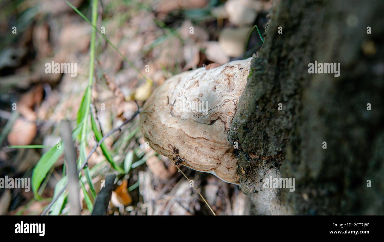 parasitic fungi of the polypore family, scientific experiments on the ...