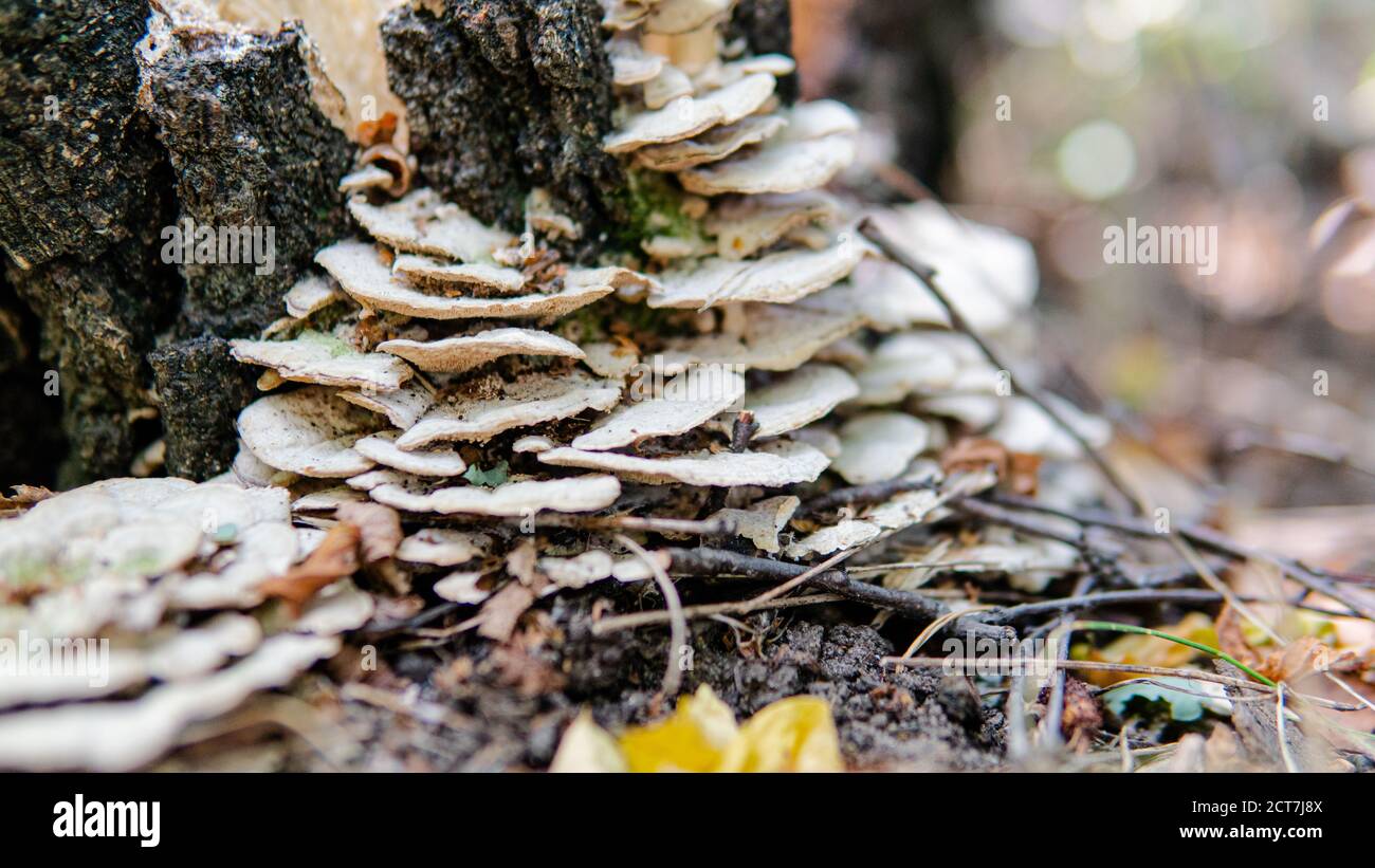 parasitic fungi of the polypore family, scientific experiments on the ...