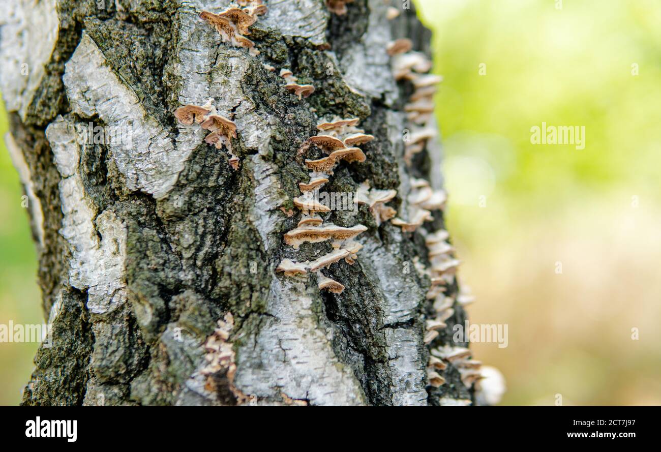 parasitic fungi of the polypore family close-up Stock Photo - Alamy