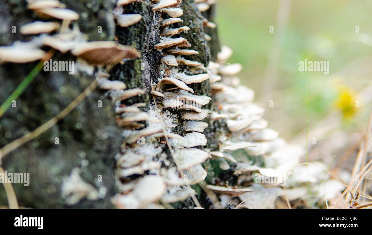 parasitic fungi of the polypore family, scientific experiments on the ...