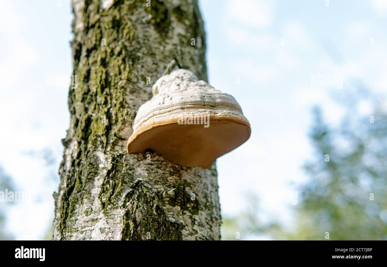 parasitic fungi of the polypore family, scientific experiments on the ...