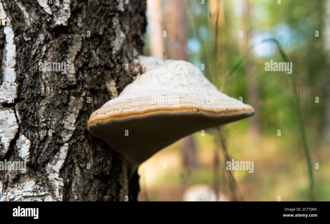 Fomes fomentarius, tinder wood-destroying parasitic fungi in their ...