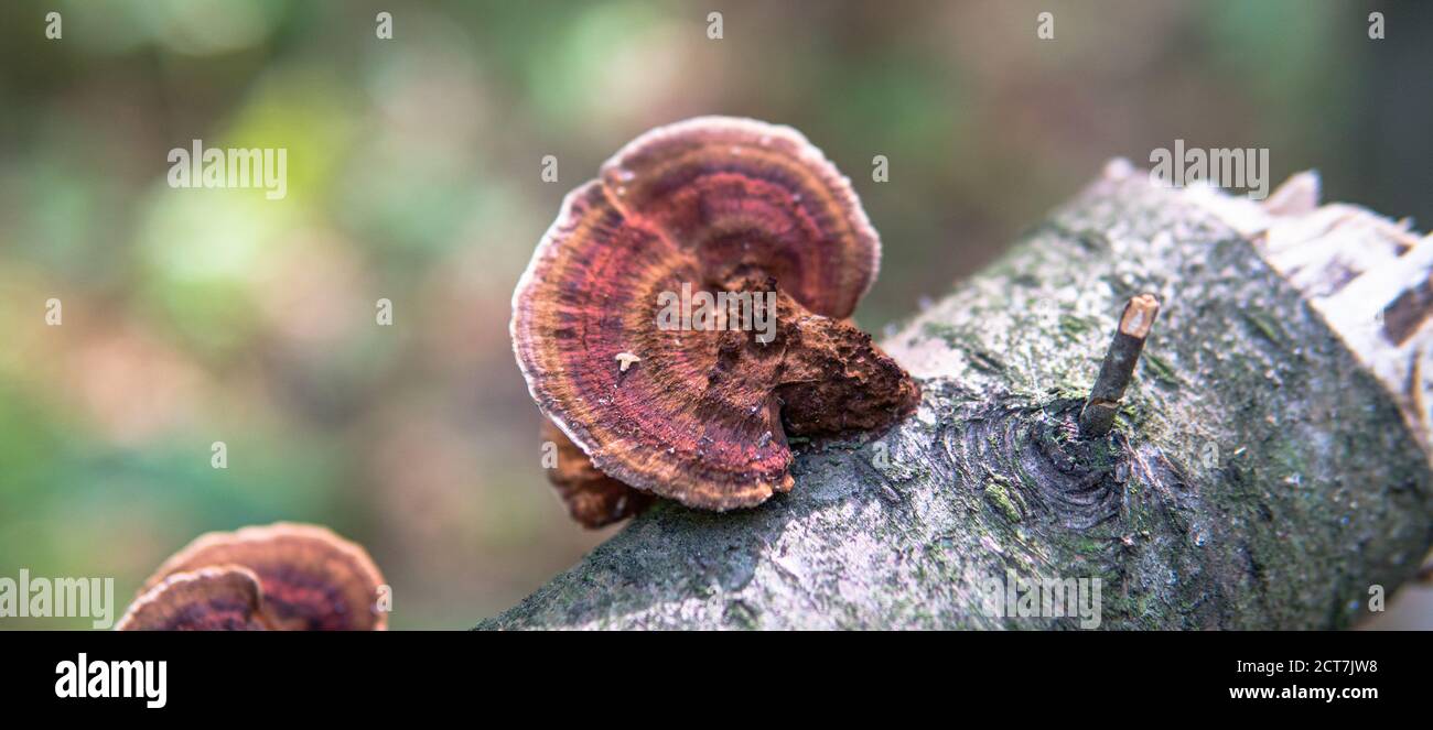 Parasitic Fungi High Resolution Stock Photography and Images - Alamy