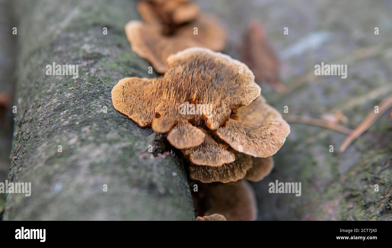 parasitic fungi of the polypore family, scientific experiments on the ...