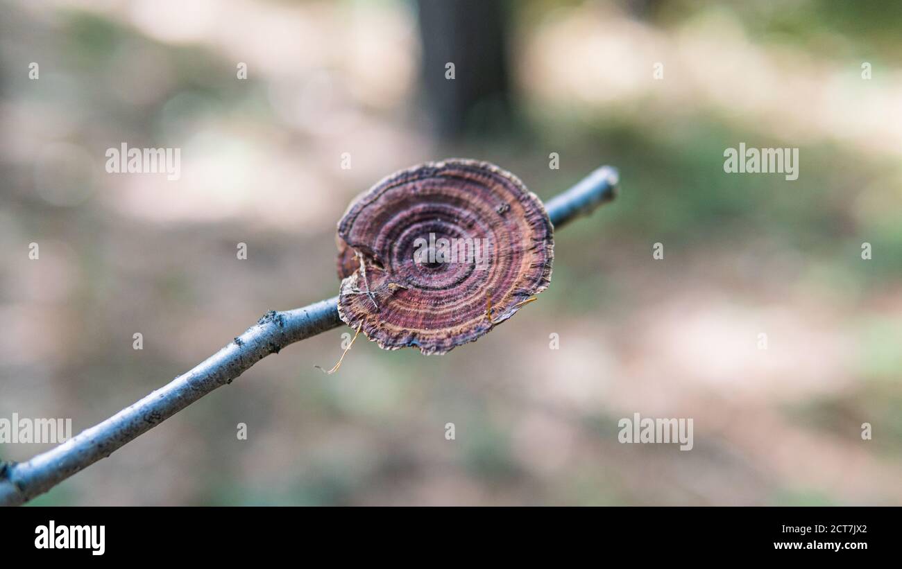 parasitic fungi of the polypore family, scientific experiments on the ...