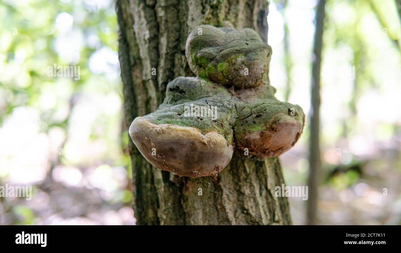 parasitic fungi of the polypore family, scientific experiments on the ...