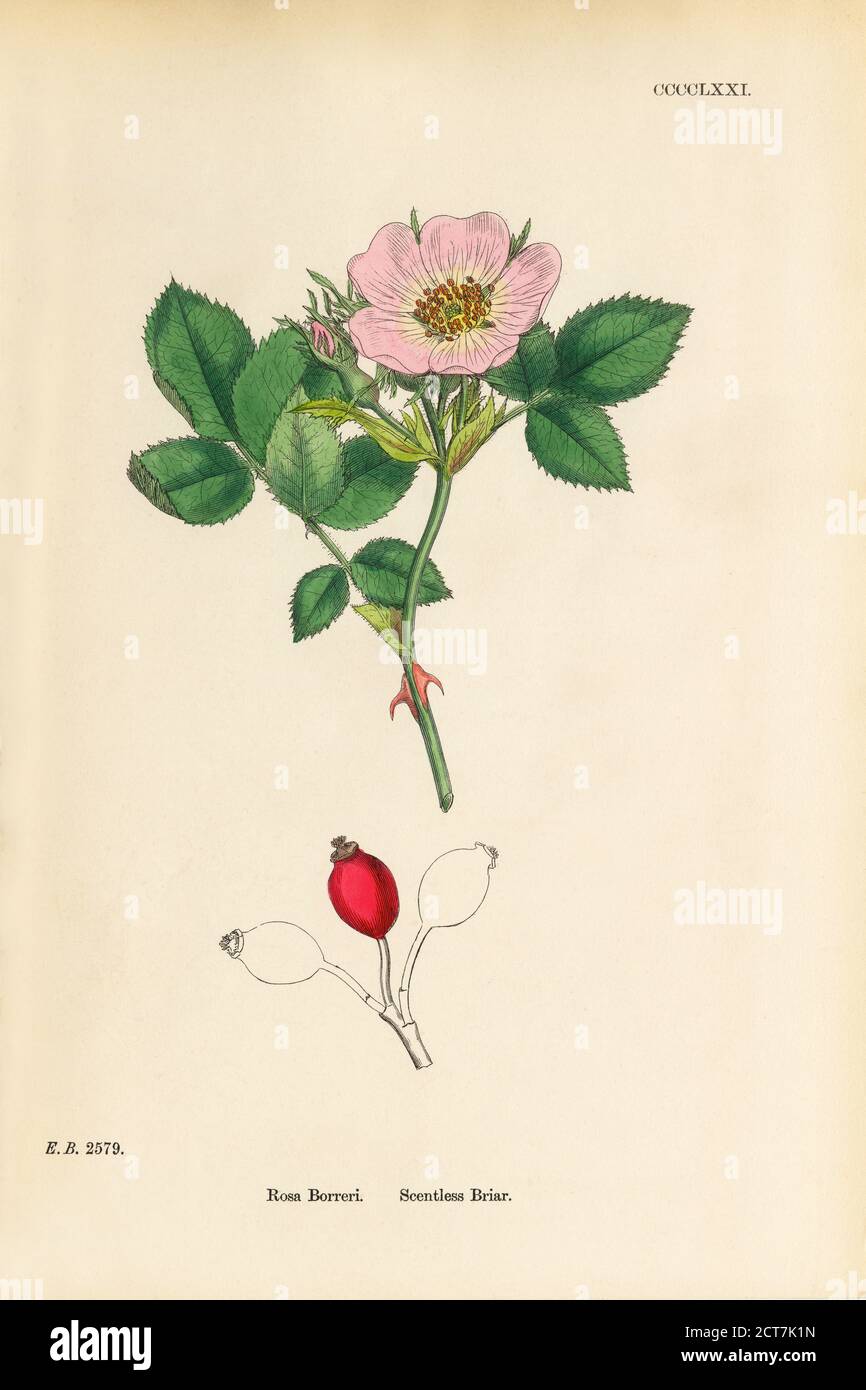 Victorian Botanical Illustration, 1863 Stock Photo - Alamy